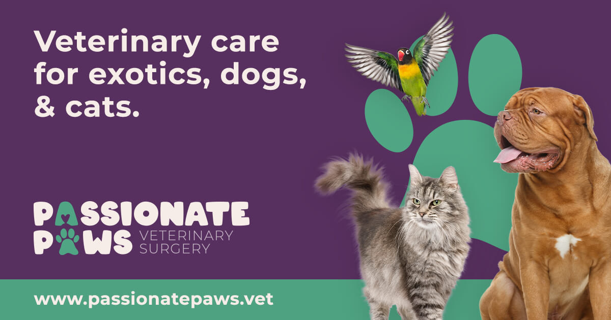 Dog Desexing | Desex Cats | Small Exotics Welcome